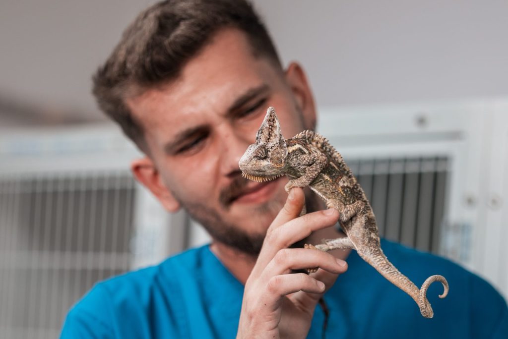 Animale exotice – Iris Vet Cabinet Veterinar București